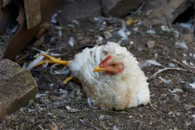 Natural Pain Relief for Birds - Backyard Poultry